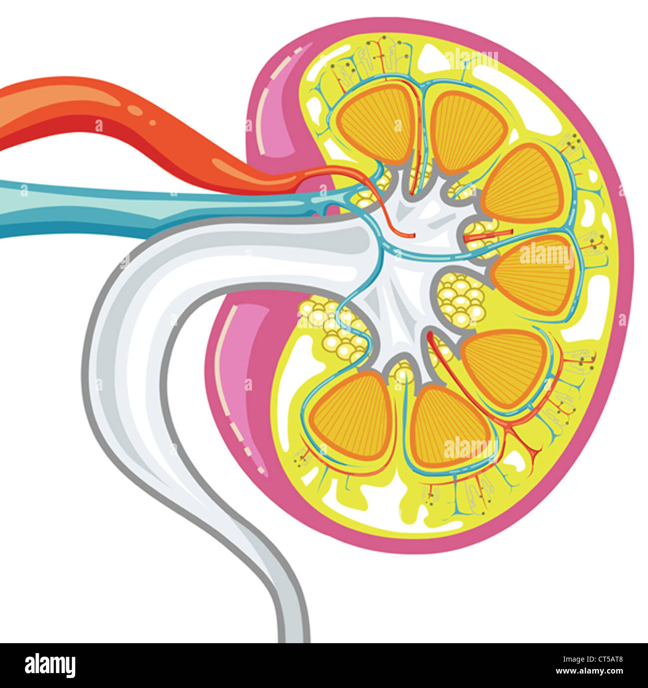 Disegno del rene del sistema anatomico Immagini senza sfondo e Foto ...