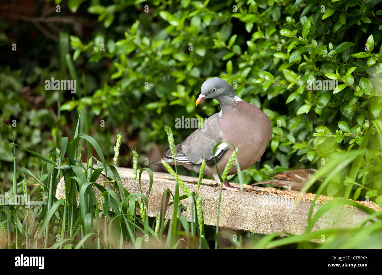 Alimentazione colombaccio immagini e fotografie stock ad alta ...