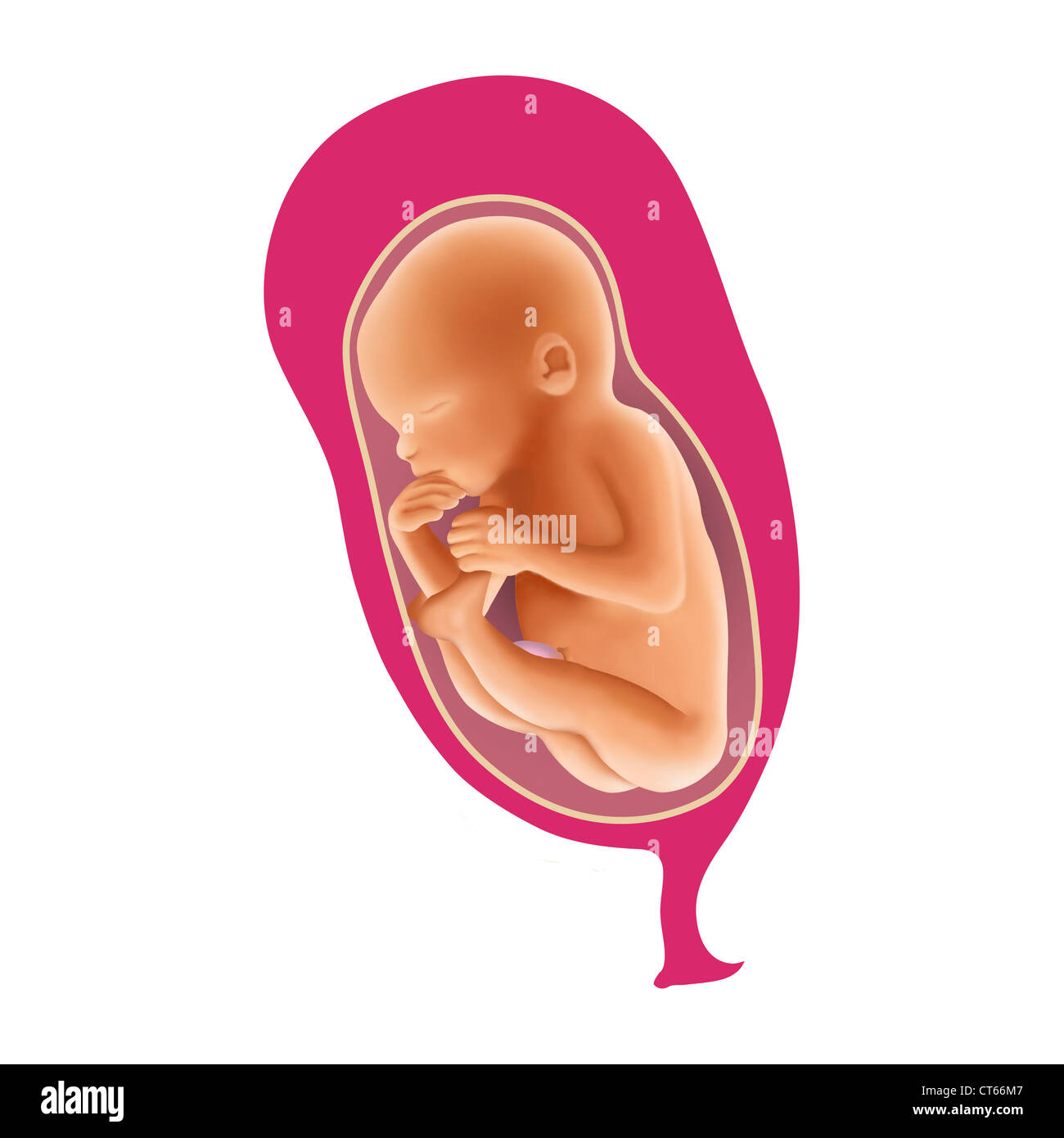 Posizioni di nascita podalica immagini e fotografie stock ad alta ...