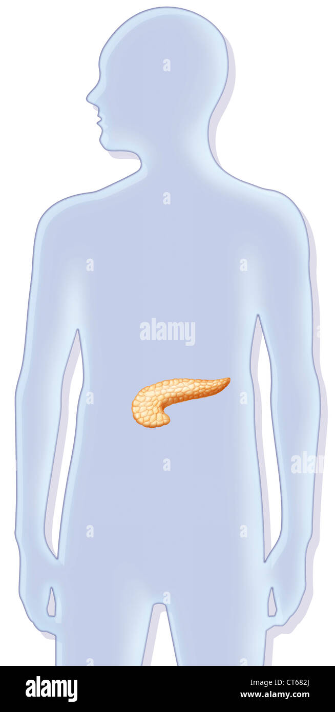 Healthy pancreas immagini e fotografie stock ad alta risoluzione - Alamy