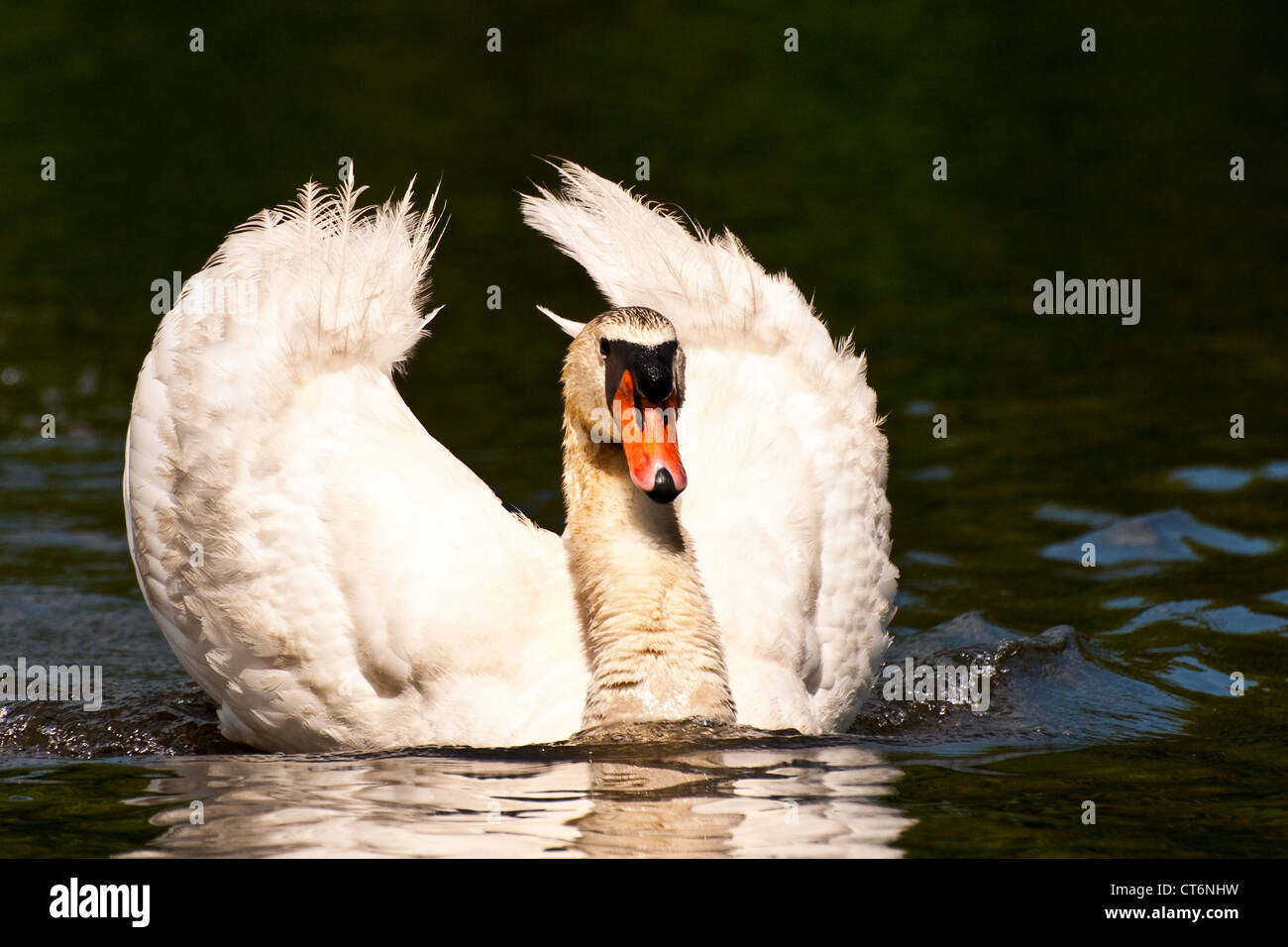 Comportamento del cigno del cigno immagini e fotografie stock ad alta ...