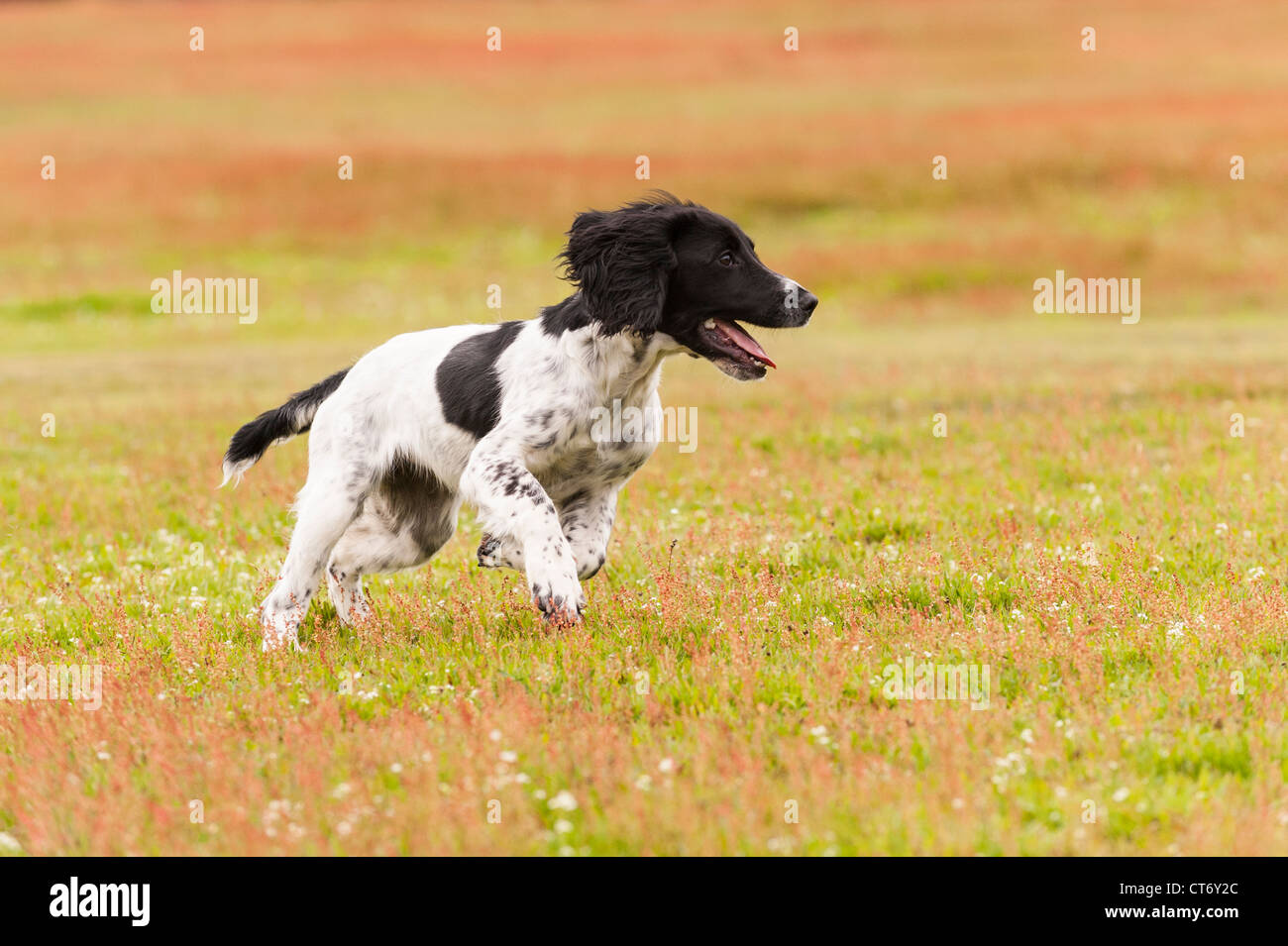 English springer spaniel immagini e fotografie stock ad alta ...