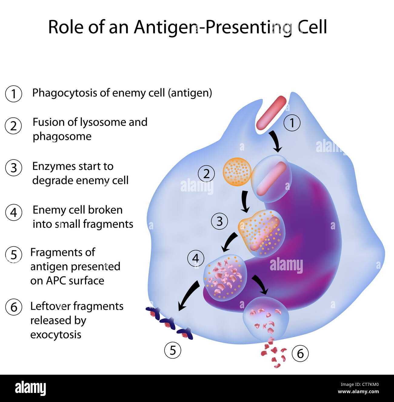 Cellule presentanti l'antigene immagini e fotografie stock ad alta ...