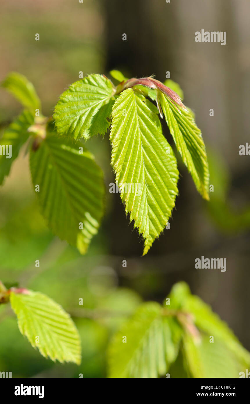 Carpino europeo o comune immagini e fotografie stock ad alta ...