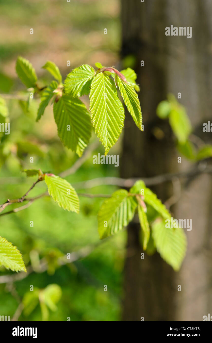 Carpino europeo o comune immagini e fotografie stock ad alta ...