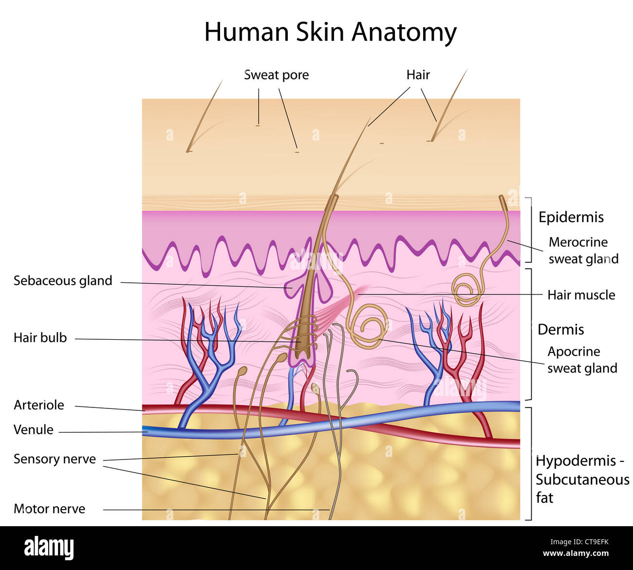 Anatomia della pelle umana immagini e fotografie stock ad alta ...