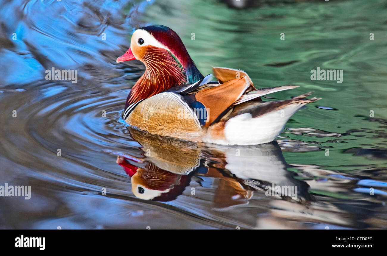 Anatra colorata immagini e fotografie stock ad alta risoluzione - Alamy