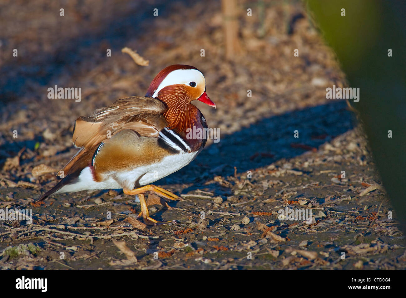 Anatra colorata immagini e fotografie stock ad alta risoluzione - Alamy