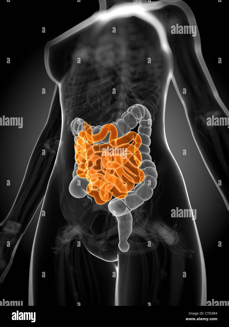 Intestino tenue così come immagini e fotografie stock ad alta ...