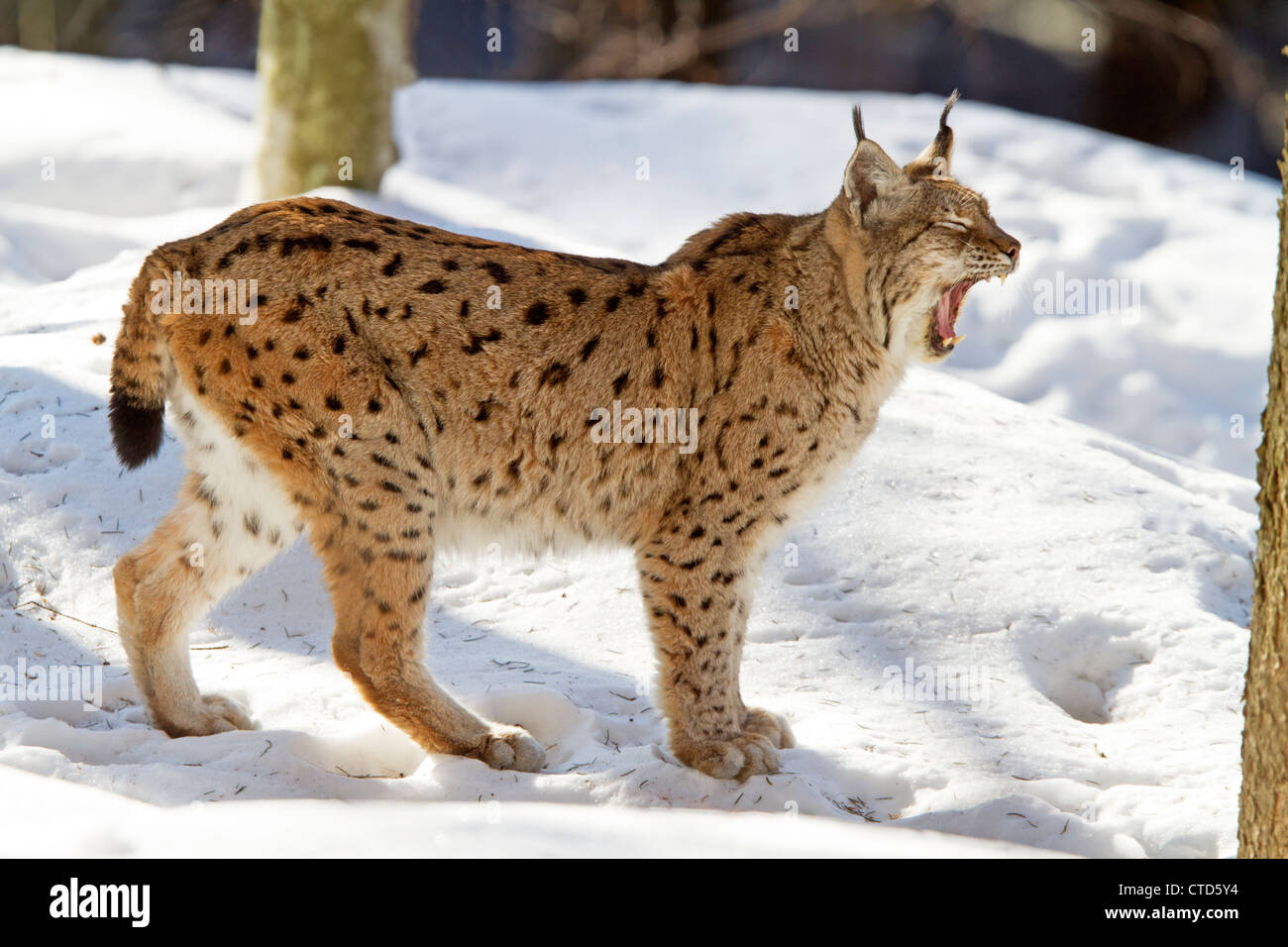 Lince lince immagini e fotografie stock ad alta risoluzione - Alamy