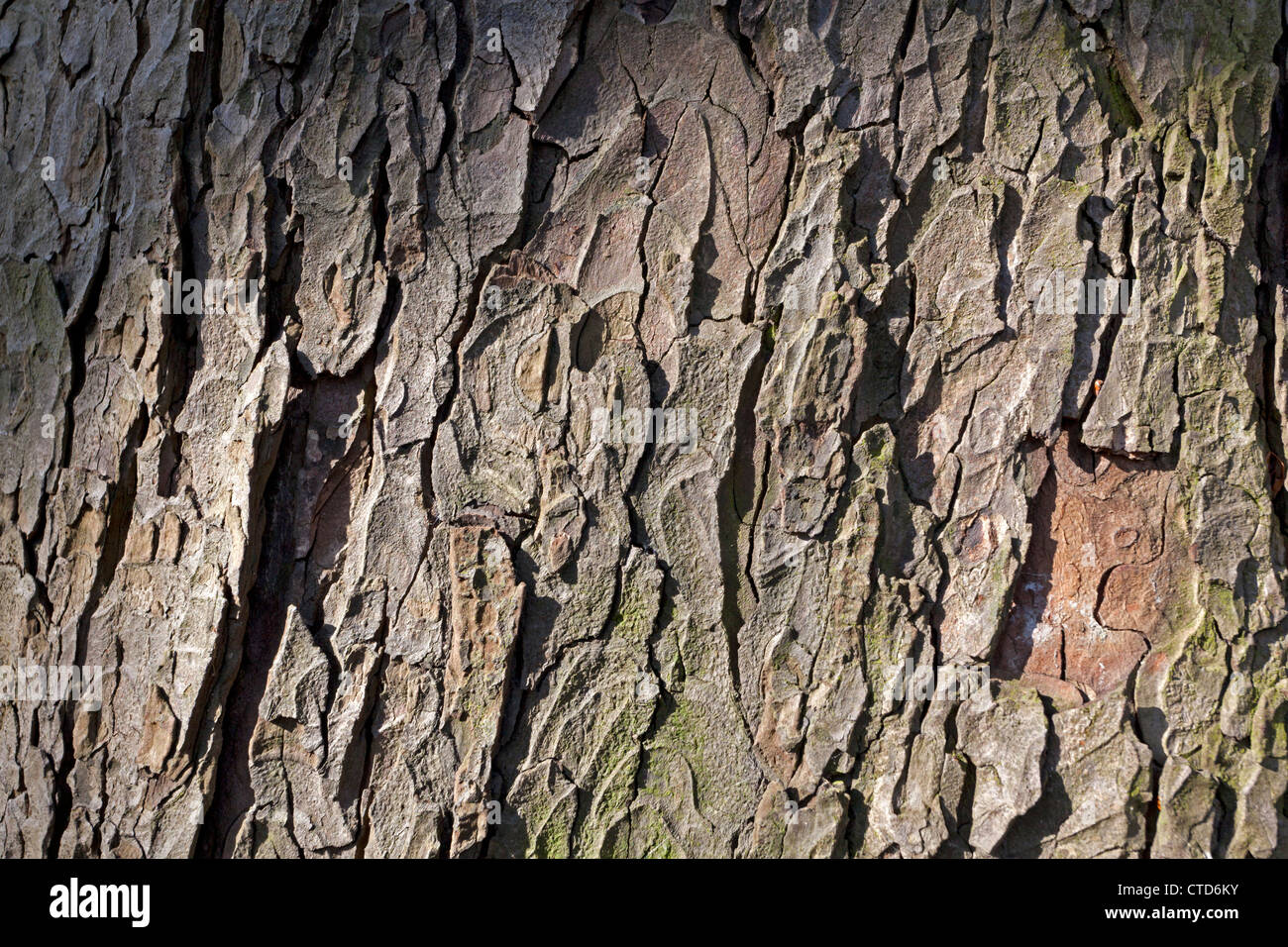 Tronco d'albero di castagno immagini e fotografie stock ad alta ...