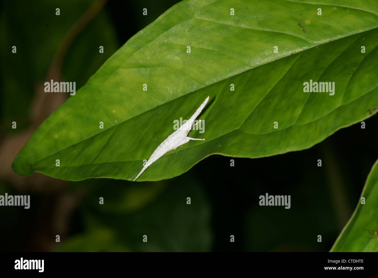 Ninfa della giungla verde immagini e fotografie stock ad alta ...