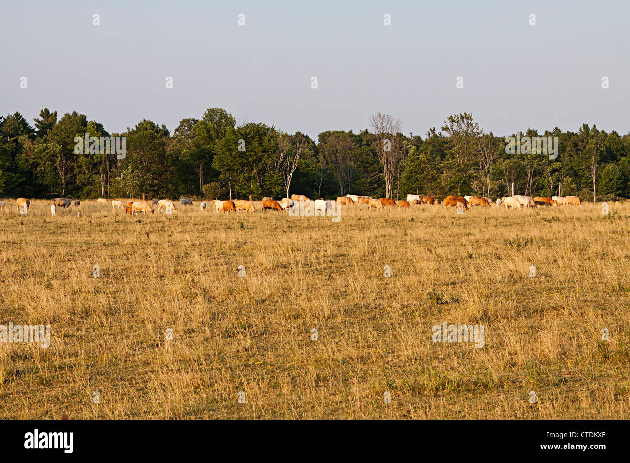 Mandria di mucche immagini e fotografie stock ad alta risoluzione - Alamy