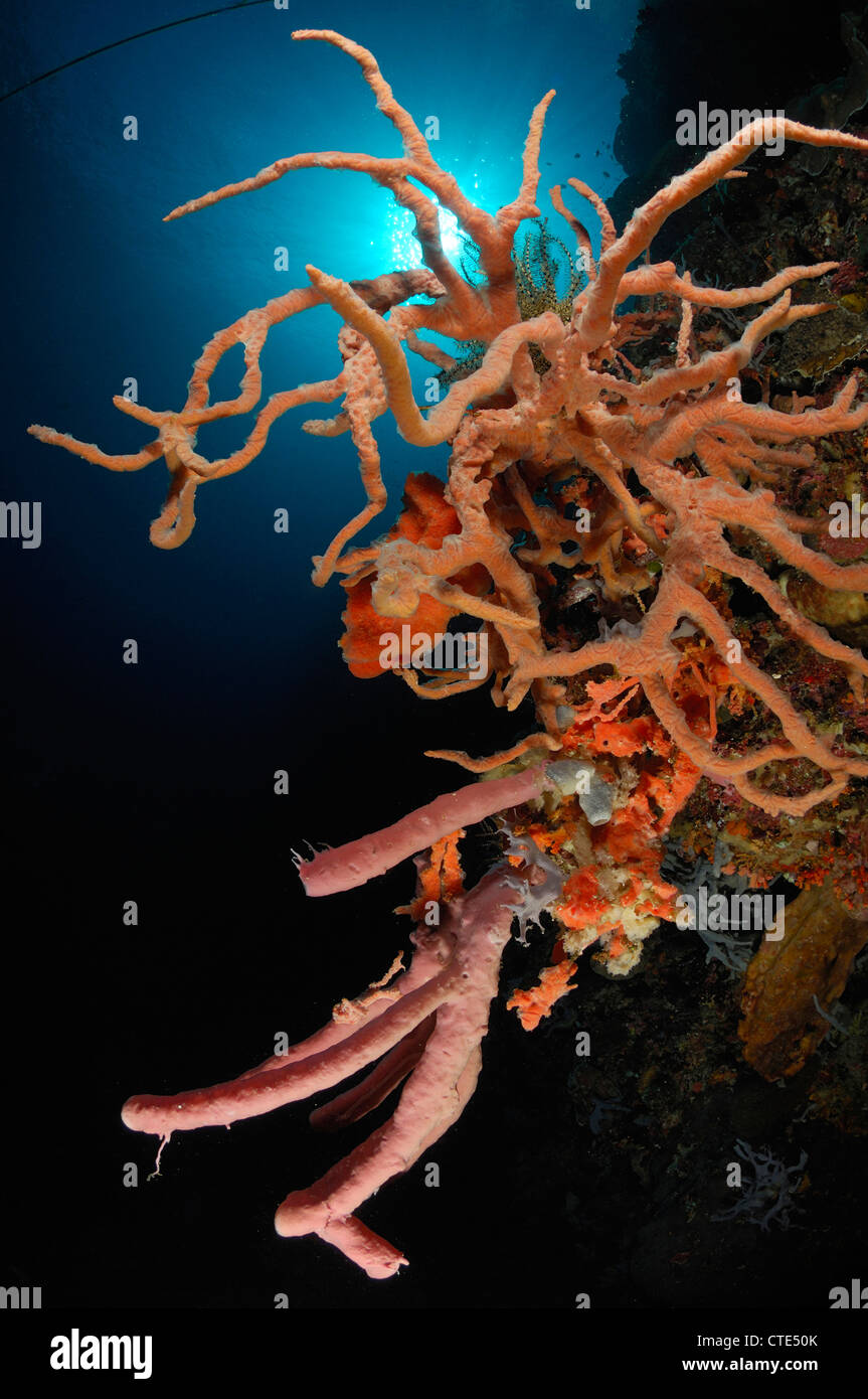 Phylum Porifera Immagini e Fotos Stock - Alamy