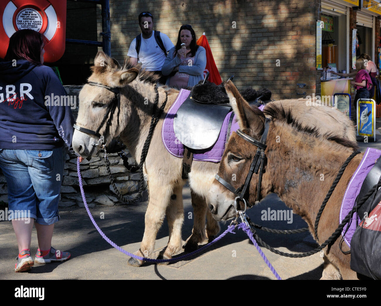 Due asini sellati immagini e fotografie stock ad alta risoluzione - Alamy
