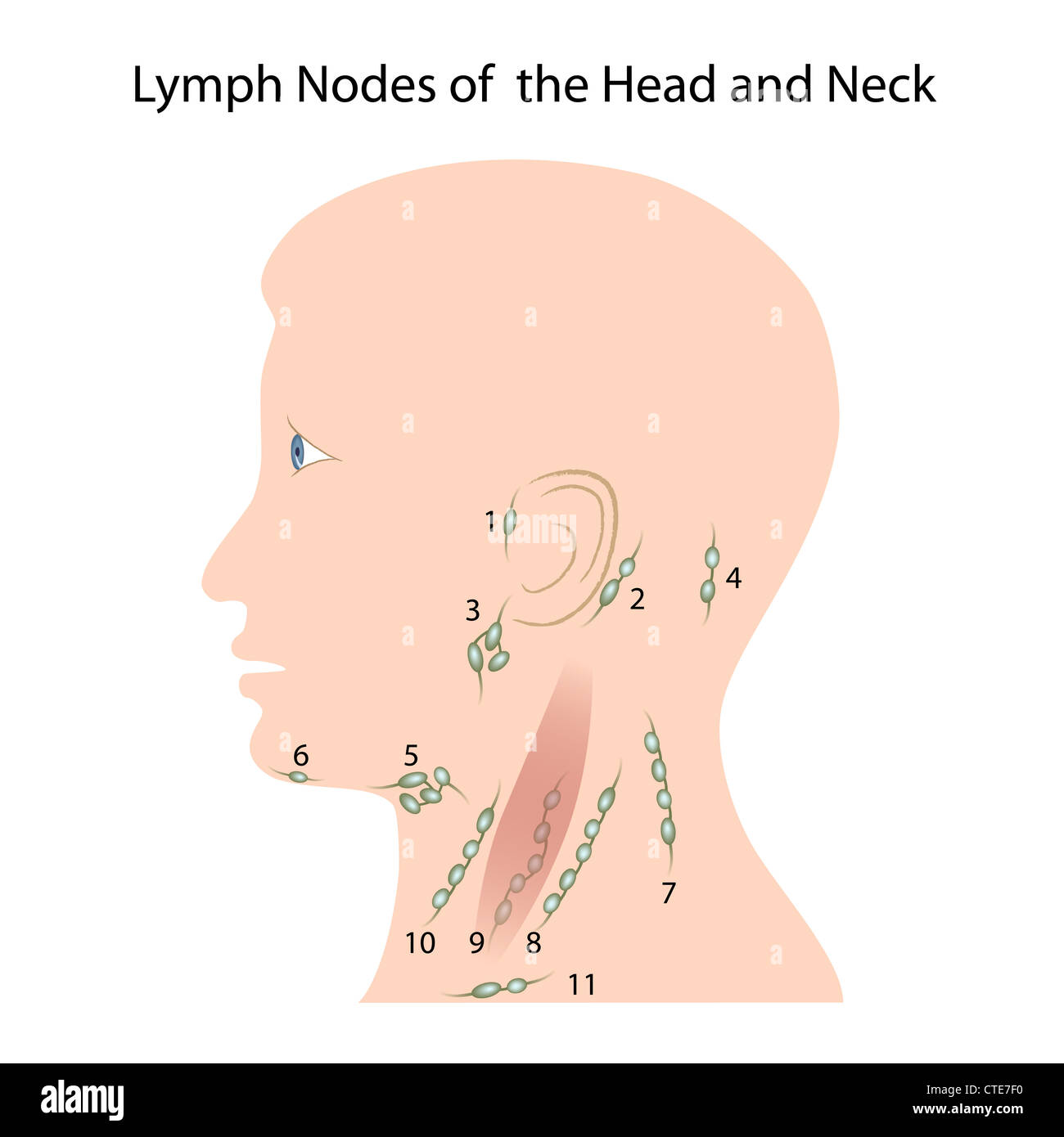 Linfonodi Linfatica Anatomia Medica Cancro Immagini e Fotos Stock - Alamy