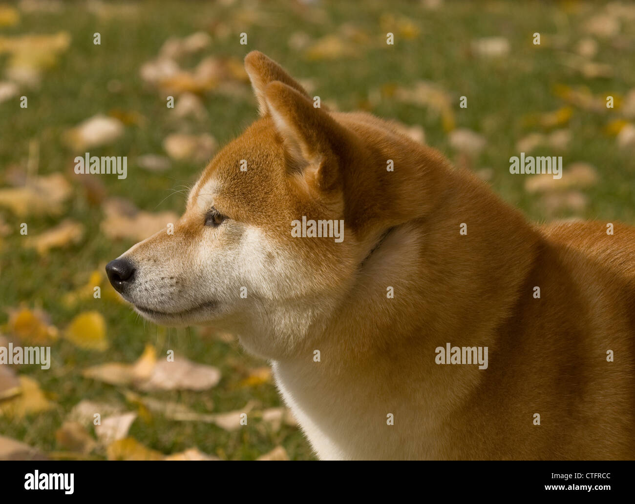 Shiba Inu Immagini e Fotos Stock - Alamy