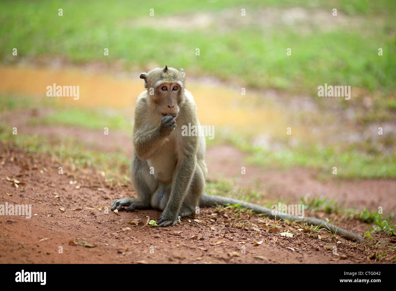 Scimmia macaco rhesus immagini e fotografie stock ad alta risoluzione ...
