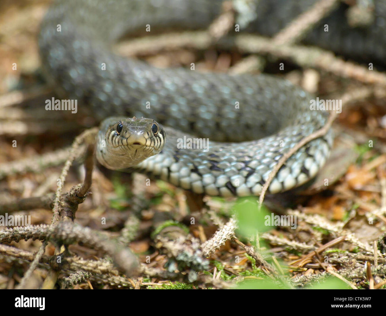 Ringelnatter natrix natrix grass snake immagini e fotografie stock ad ...