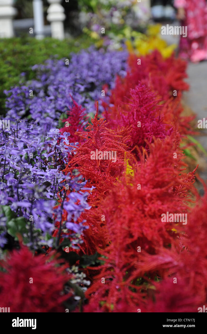 Pokok bunga renek yang mempunyai bunga yang berwarna ungu dan merah ...