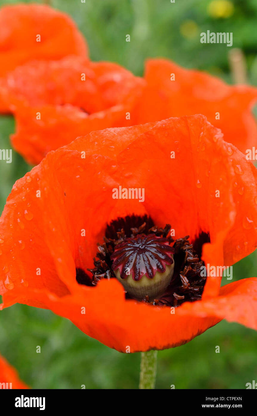 Papavero orientale immagini e fotografie stock ad alta risoluzione - Alamy