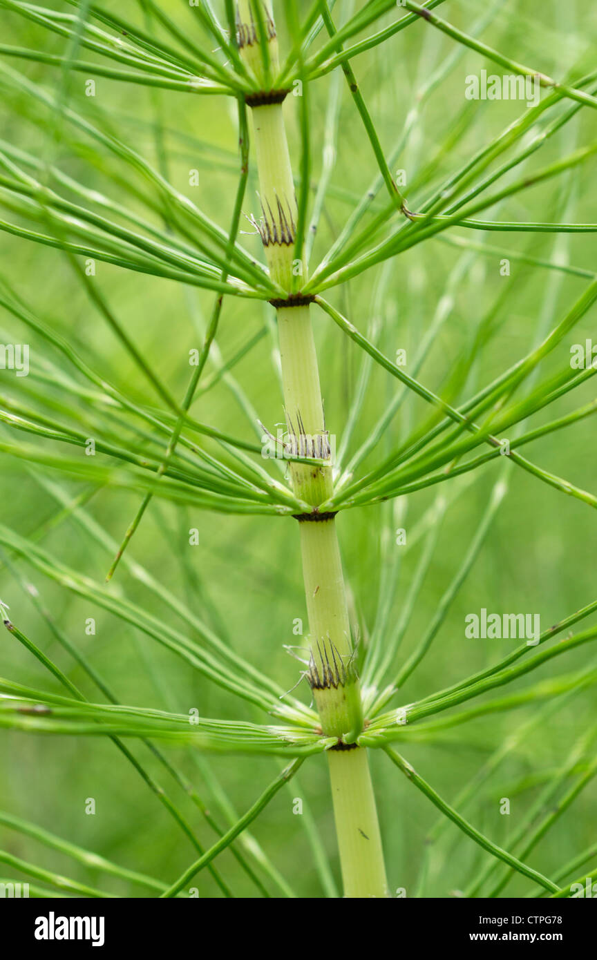 Equiseto gigante immagini e fotografie stock ad alta risoluzione - Alamy