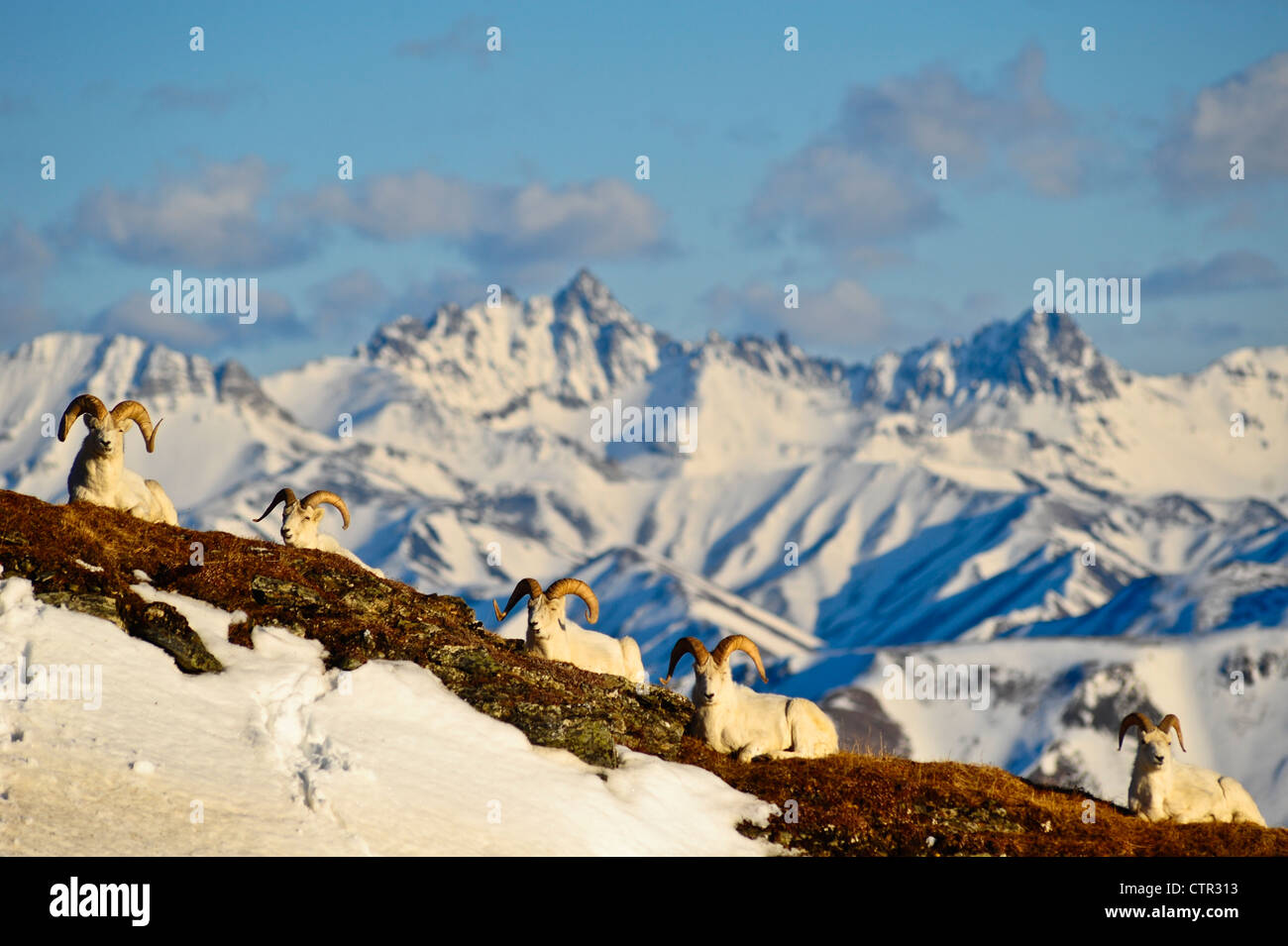 Parecchi arieti immagini e fotografie stock ad alta risoluzione - Alamy