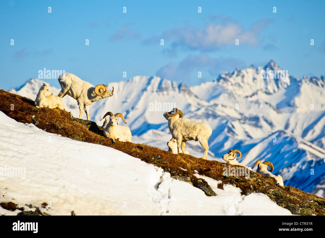 Parecchi arieti immagini e fotografie stock ad alta risoluzione - Alamy