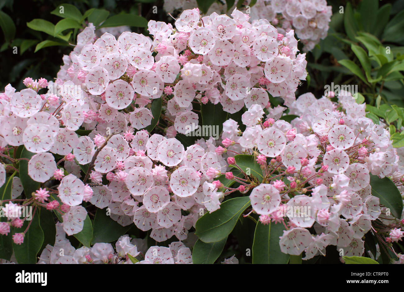 Alloro rosa immagini e fotografie stock ad alta risoluzione - Alamy