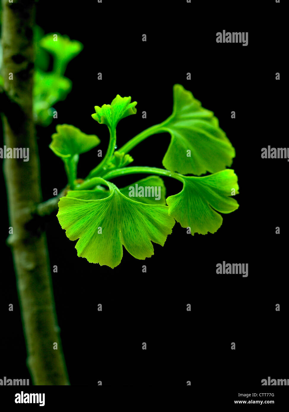 Albero di gingko biloba immagini e fotografie stock ad alta risoluzione ...