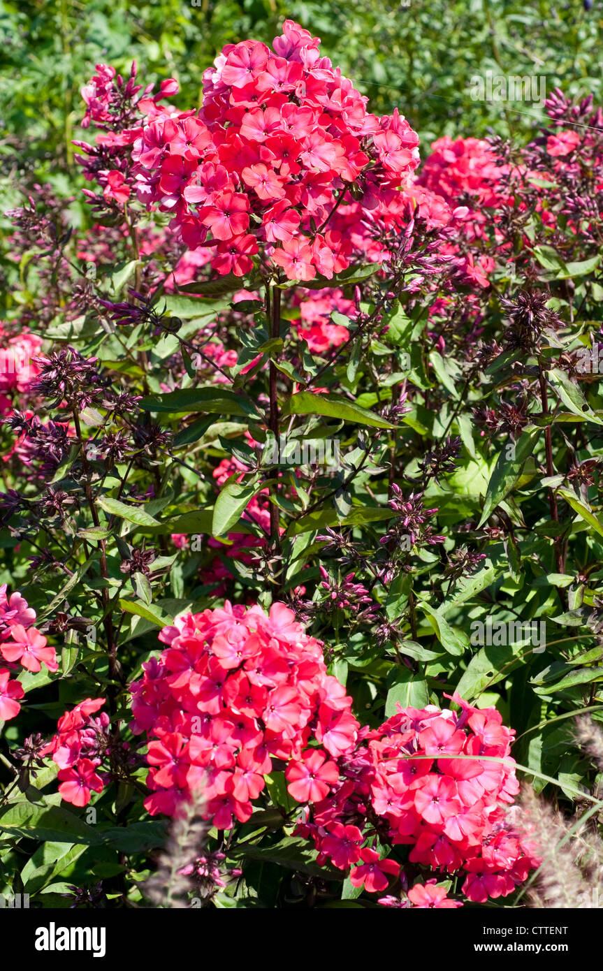Fiori di salverform immagini e fotografie stock ad alta risoluzione - Alamy