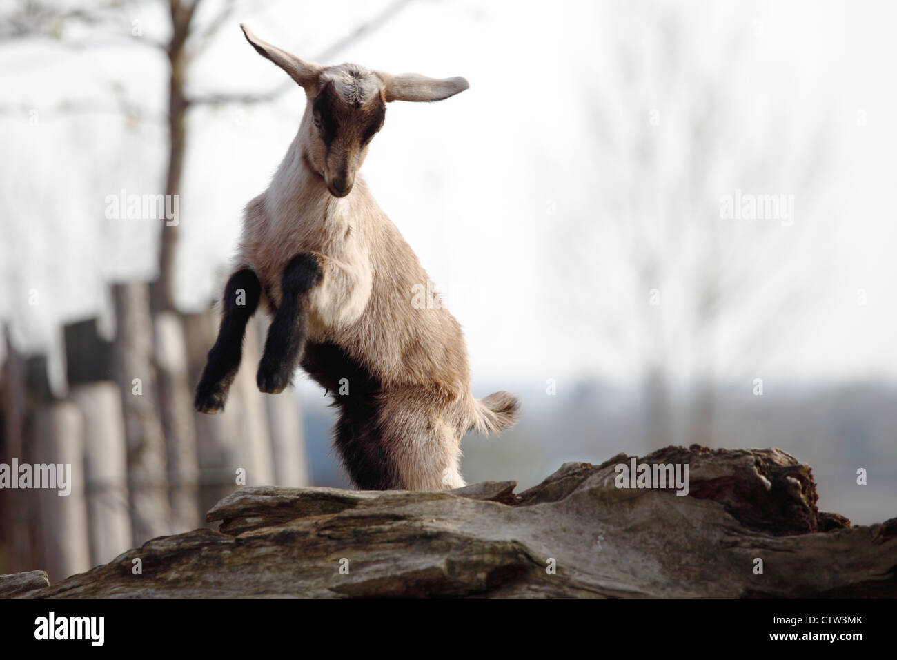 Saltare la capra immagini e fotografie stock ad alta risoluzione - Alamy