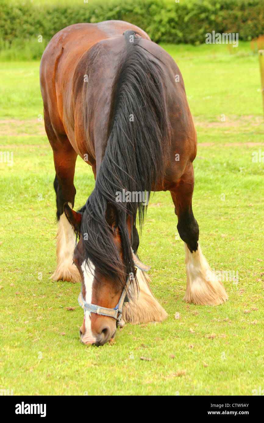 Shire horse grass immagini e fotografie stock ad alta risoluzione - Alamy