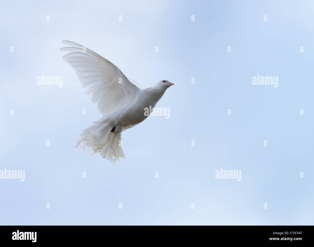 Colomba bianca in volo immagini e fotografie stock ad alta risoluzione ...