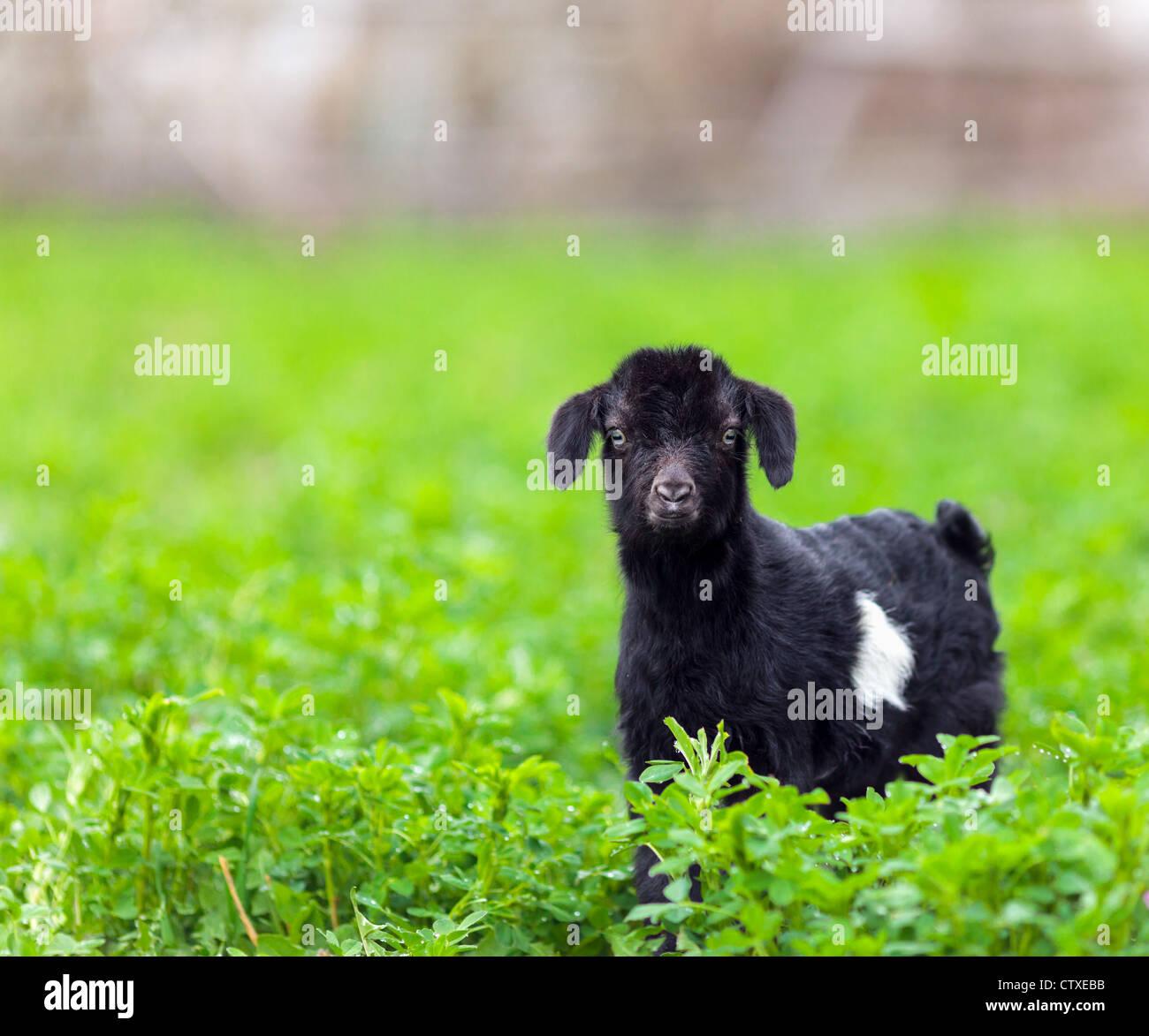 Baby goat immagini e fotografie stock ad alta risoluzione - Alamy