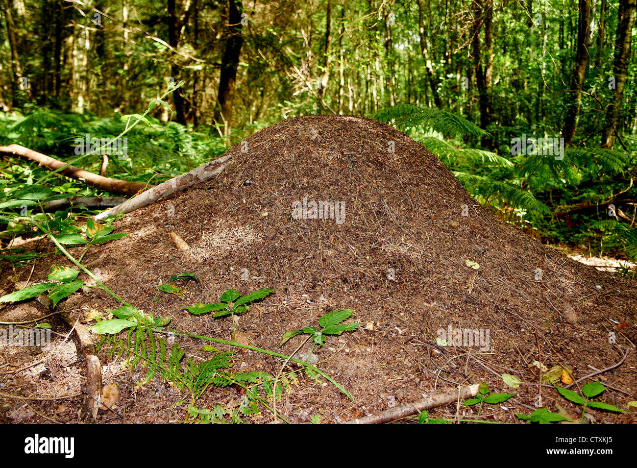 Formica sp immagini e fotografie stock ad alta risoluzione - Alamy