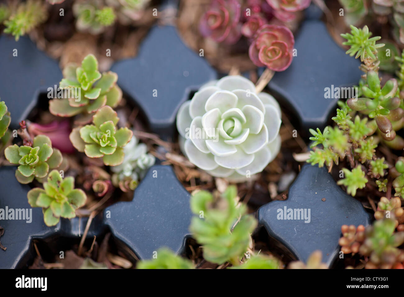 Pianta di gallina e pulcino immagini e fotografie stock ad alta ...