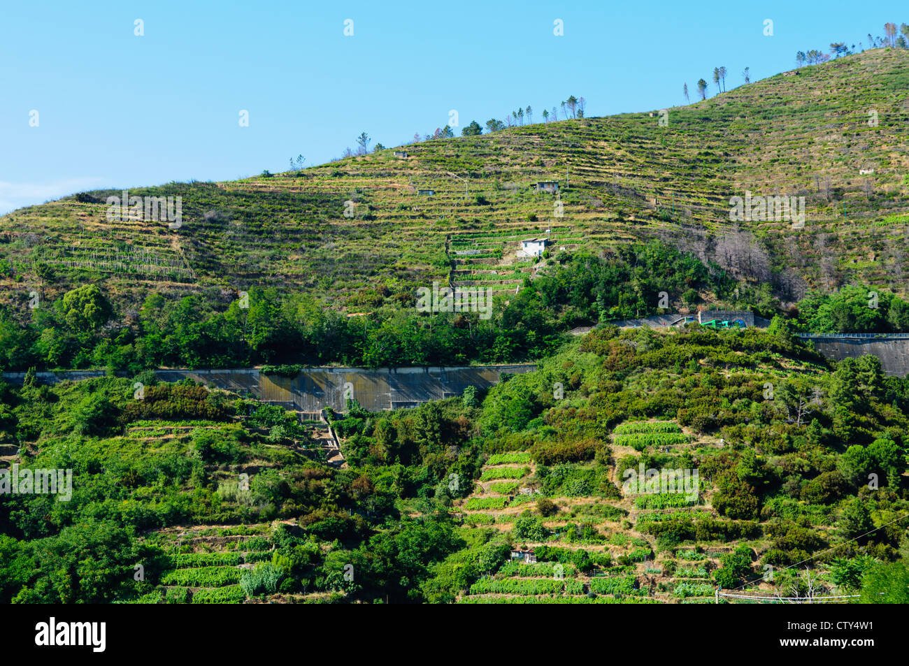 Paesaggio della vigna estate toscana immagini e fotografie stock ad ...