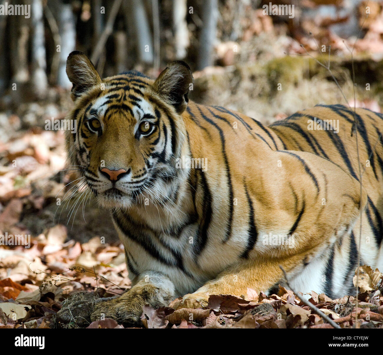 Stalking adulto della tigre immagini e fotografie stock ad alta ...