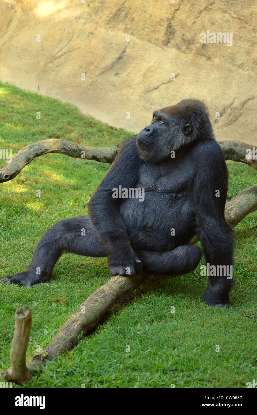 Gorilla thinking immagini e fotografie stock ad alta risoluzione - Alamy