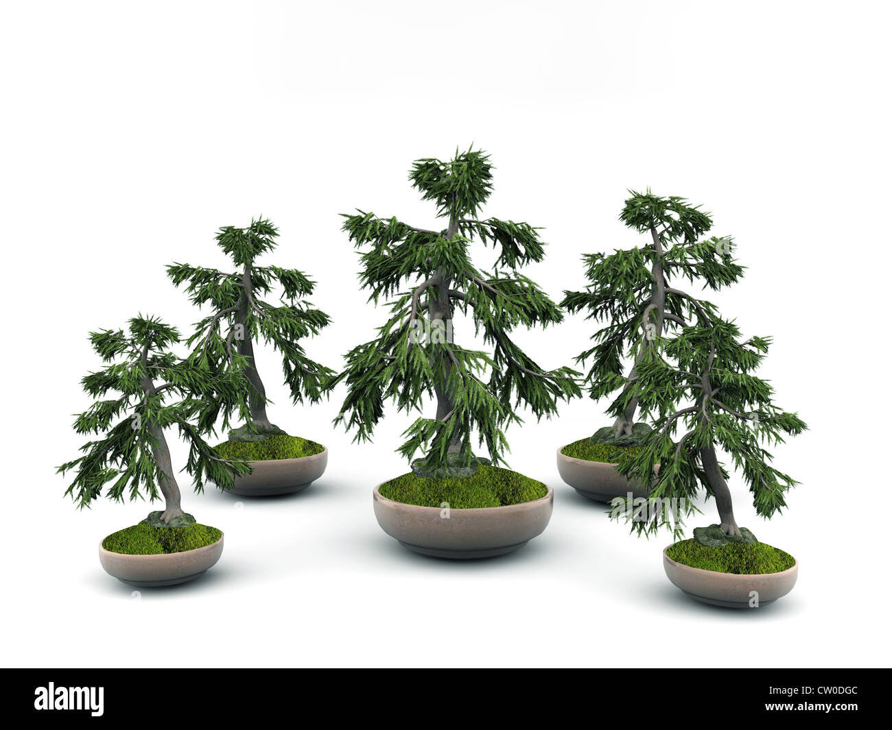 Bonsai di cedro immagini e fotografie stock ad alta risoluzione - Alamy