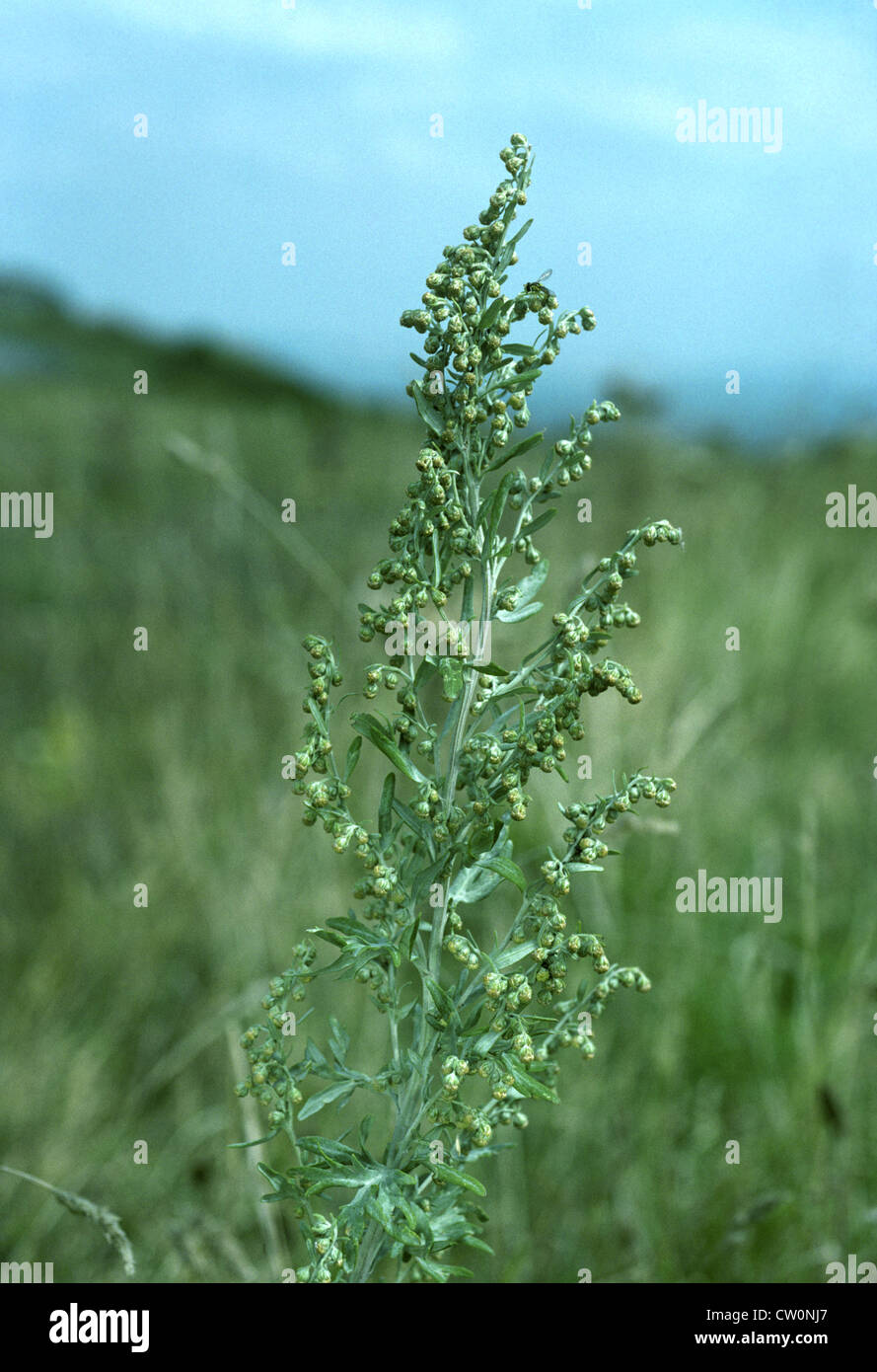 Pflanze artemisia absinthium immagini e fotografie stock ad alta ...