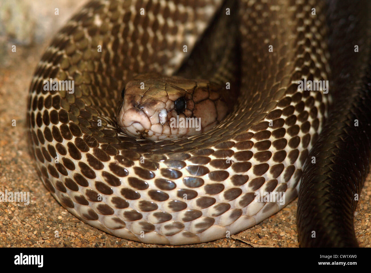 Un australiano Re Serpente marrone o Mulga Snake, Pseudechis australis ...