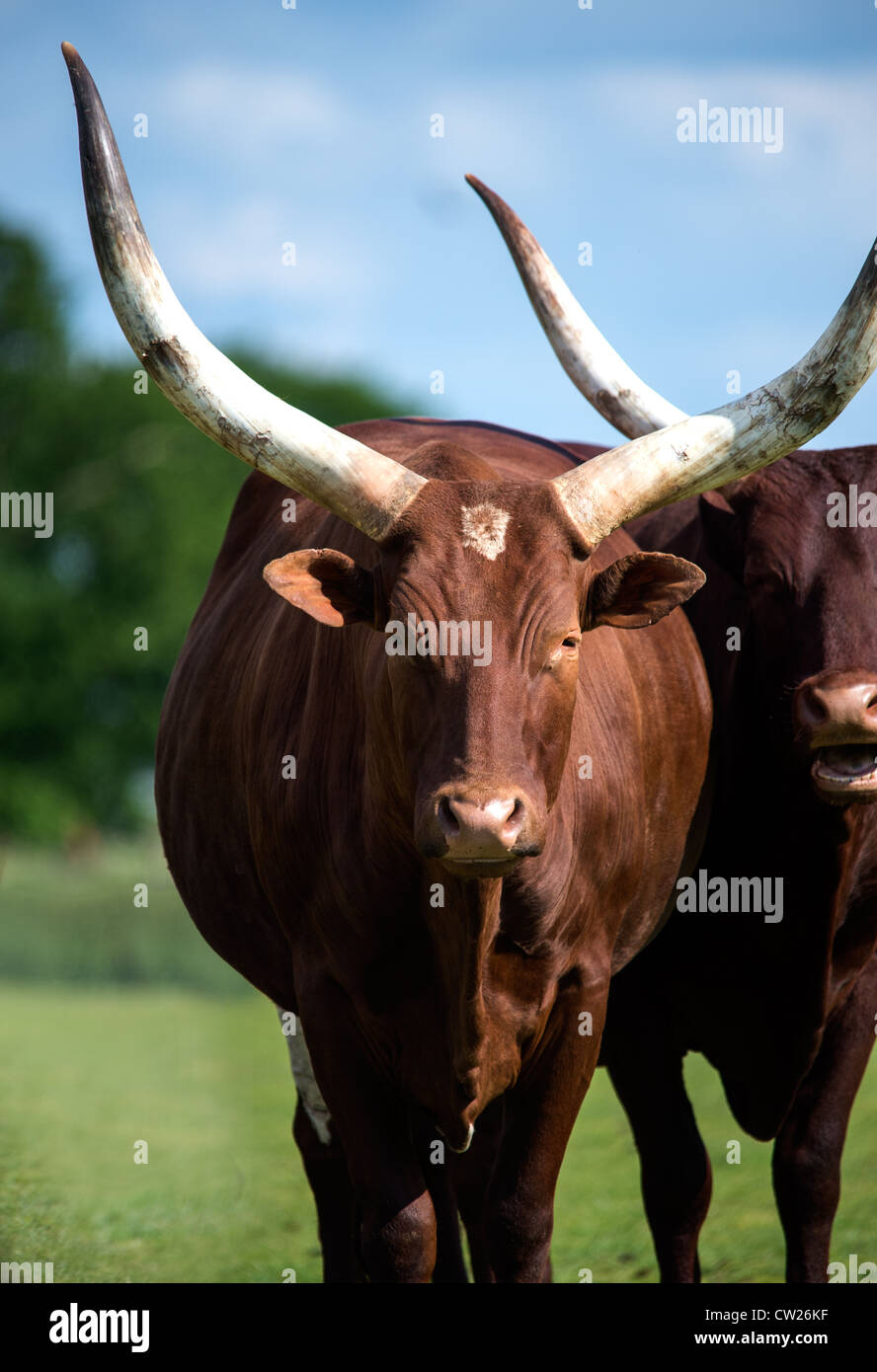 Mucca ankole immagini e fotografie stock ad alta risoluzione - Alamy