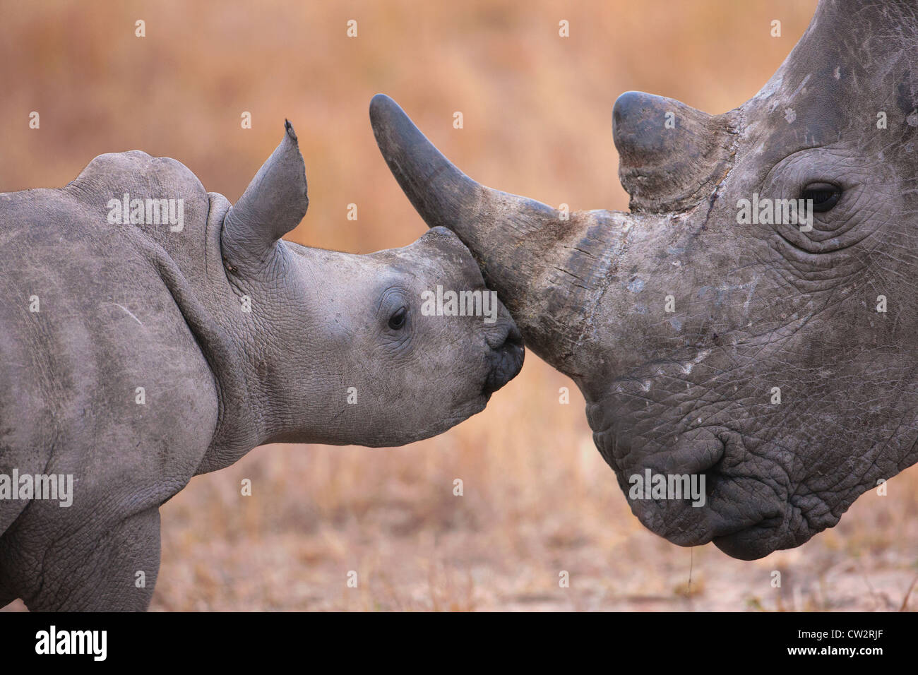 White rhinoceros immagini e fotografie stock ad alta risoluzione - Alamy