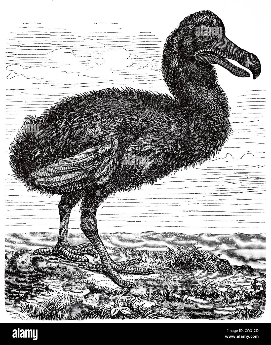 Il dodo era di circa un metro immagini e fotografie stock ad alta ...