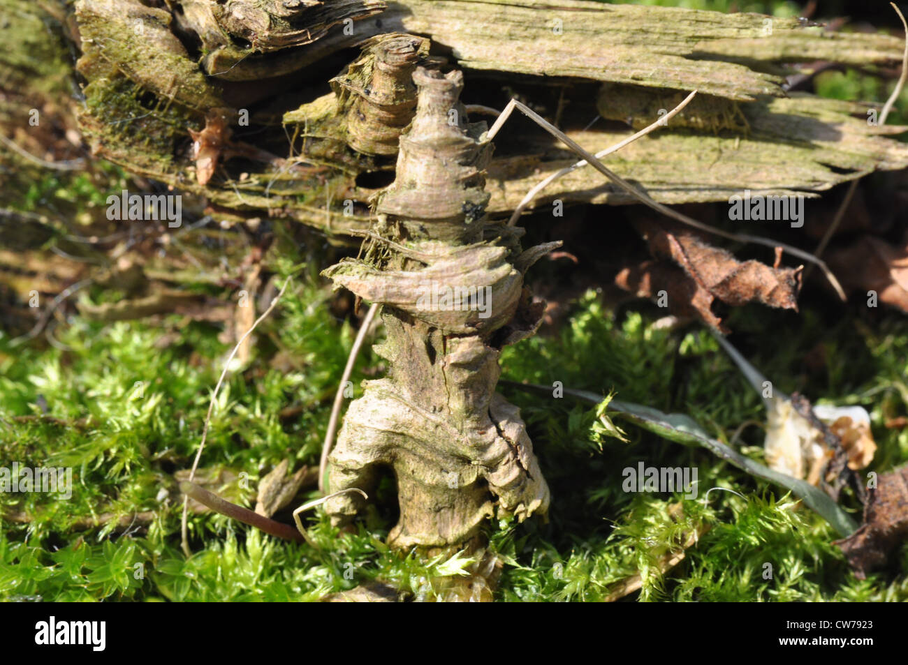 Figura fantastica immagini e fotografie stock ad alta risoluzione - Alamy