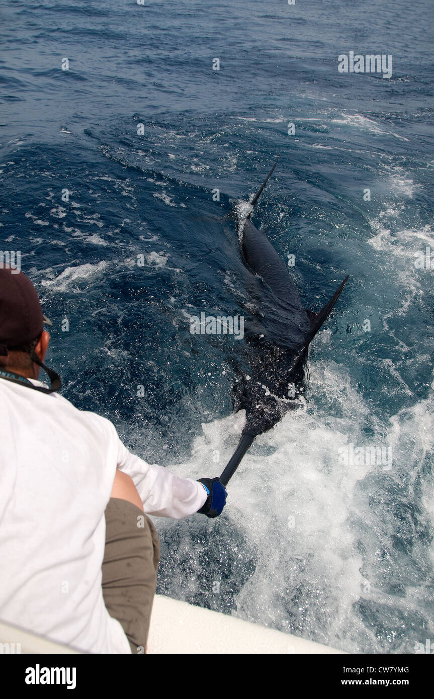 Affrancatura nera della barca di marlin della barca immagini e ...