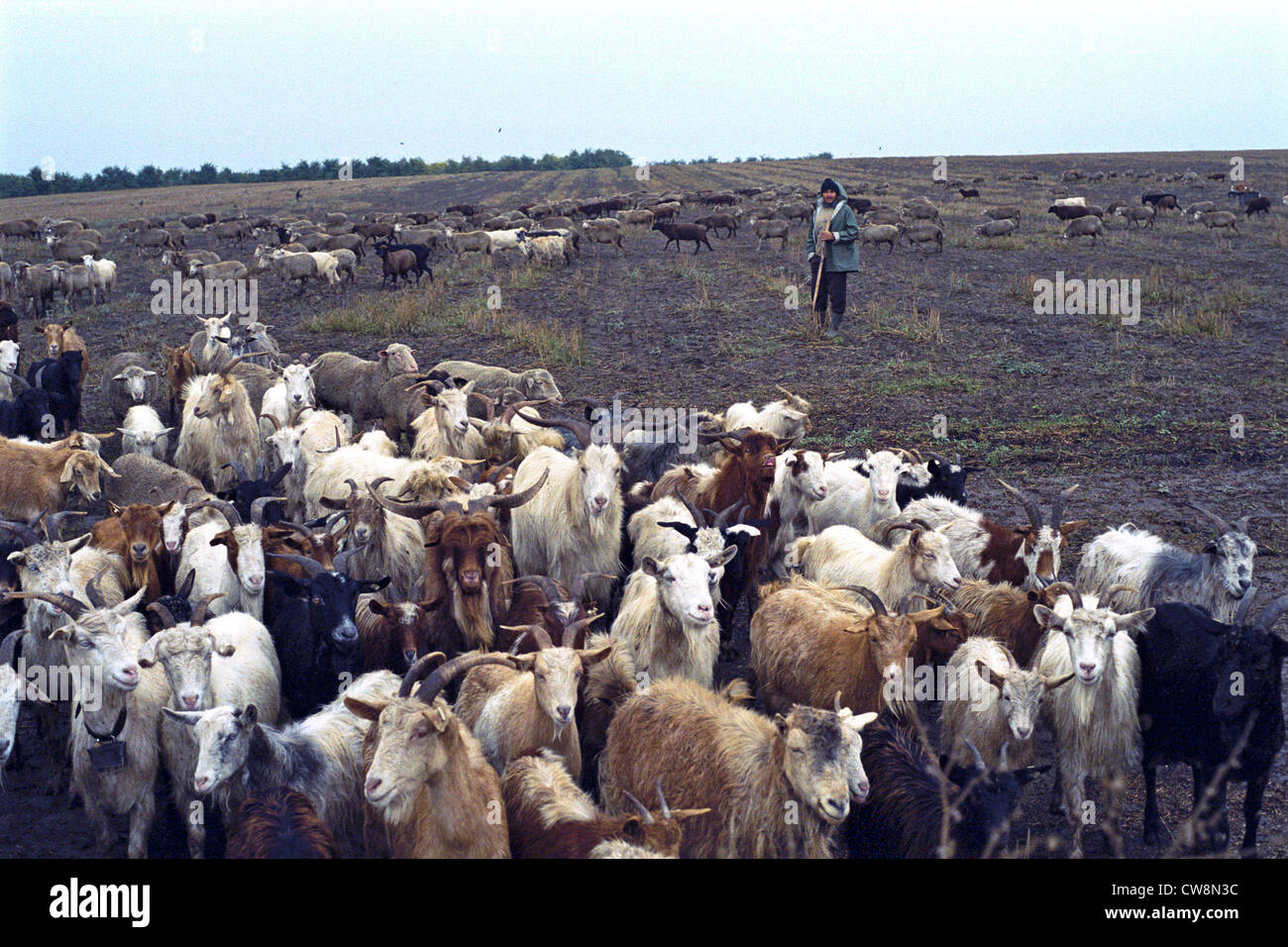 Allevamento di capre e pecore nella regione di Dobrogea, Romania Foto ...
