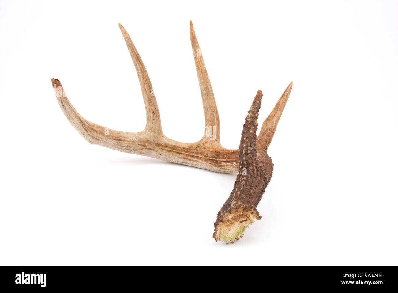 Caccia al cervo Immagini senza sfondo e Foto Stock ritagliate - Alamy